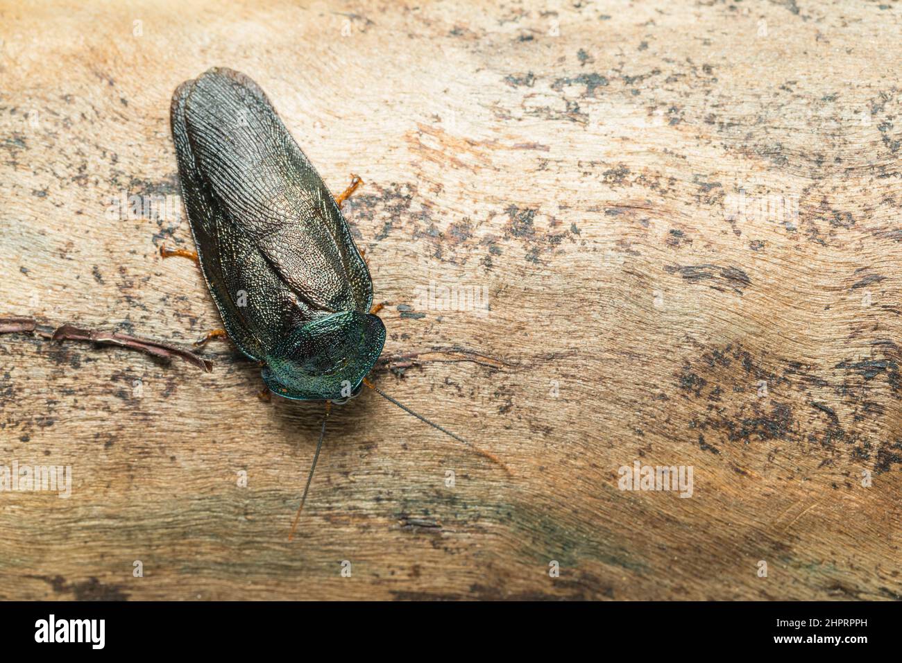 Emerald green cockroach (Pseudoglomeris magnifica Stock Photo - Alamy