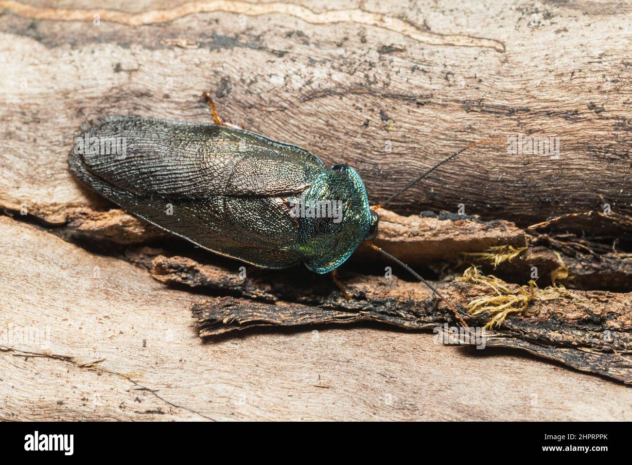 Green cockroach hi-res stock photography and images - Alamy