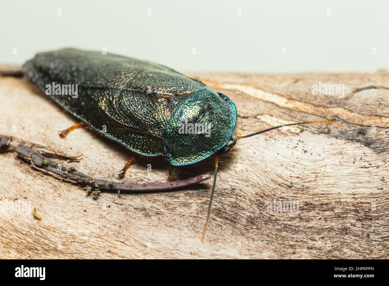 Emerald green cockroach (Pseudoglomeris magnifica Stock Photo - Alamy