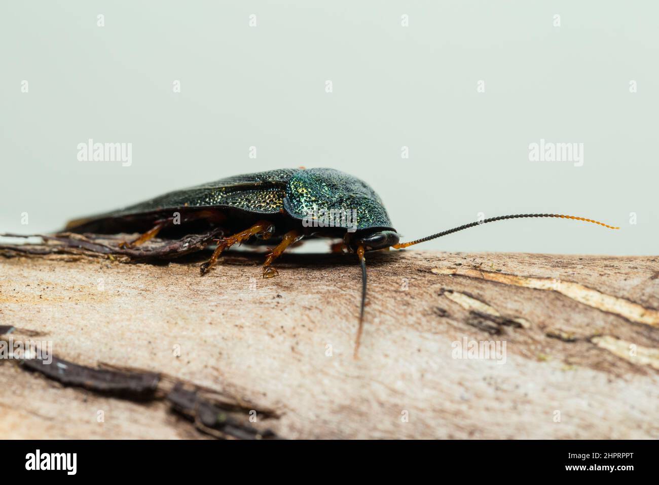 Emerald green cockroach (Pseudoglomeris magnifica Stock Photo - Alamy