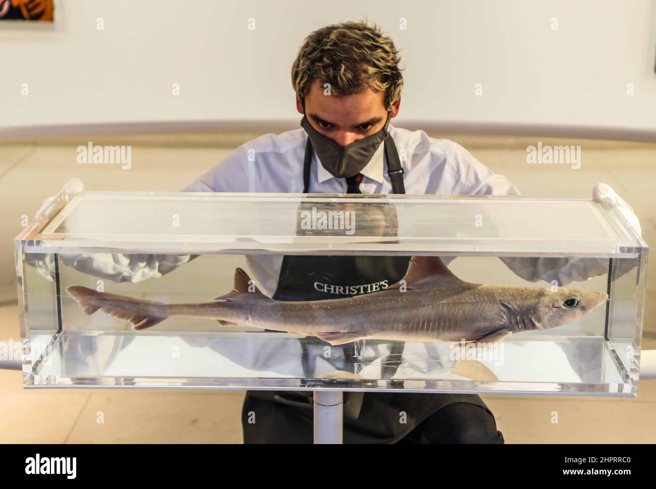 Shark in formaldehyde hi-res stock photography and images - Alamy