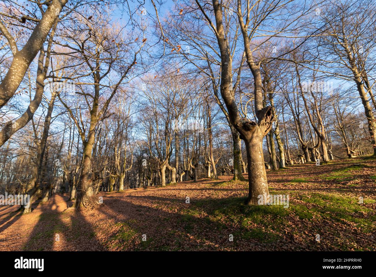 beech forest in the basque country on mount urkiola in the province of ...