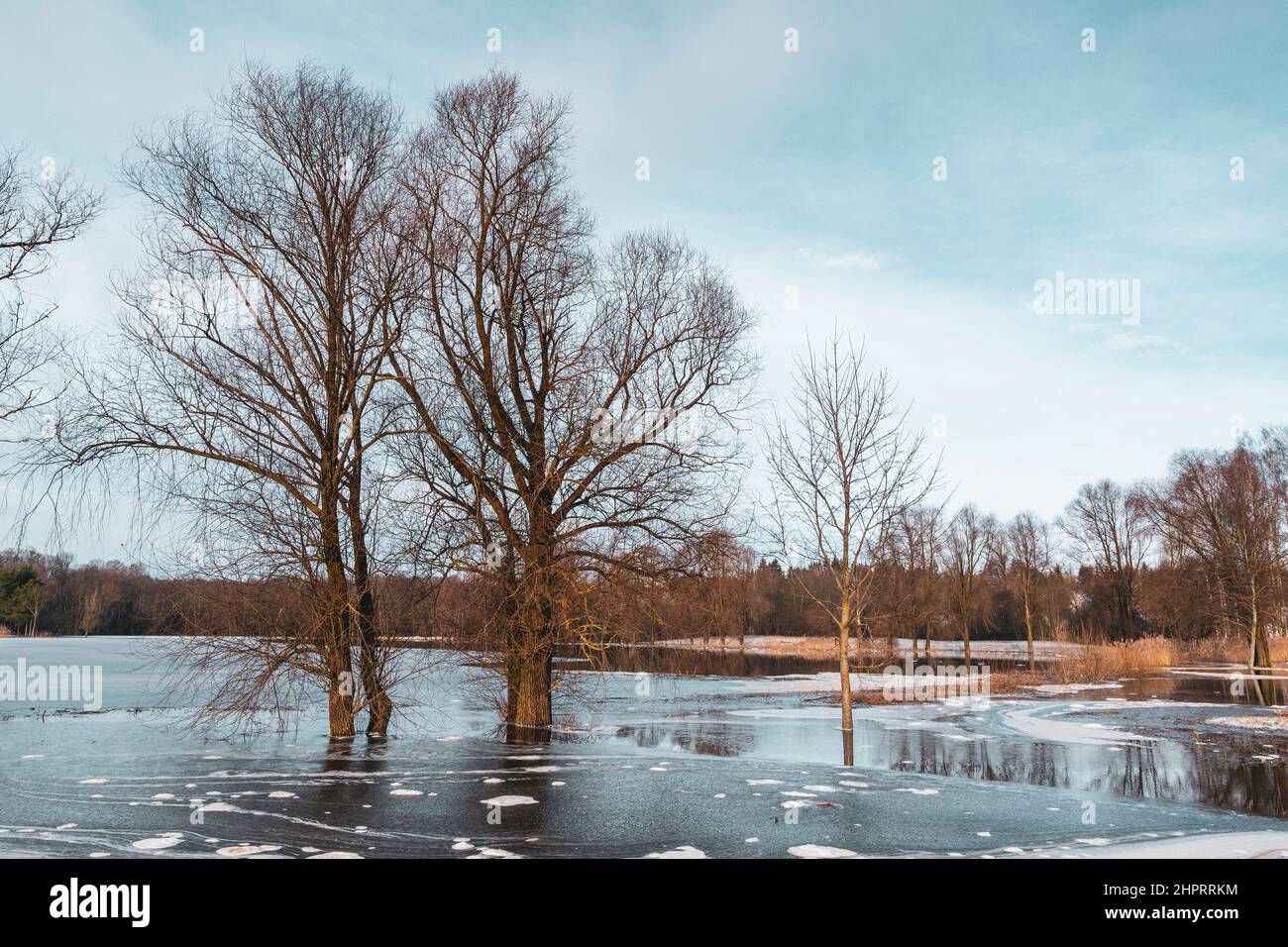 Trees in water flooded scene. Flooded trees in water. Trees in water ...