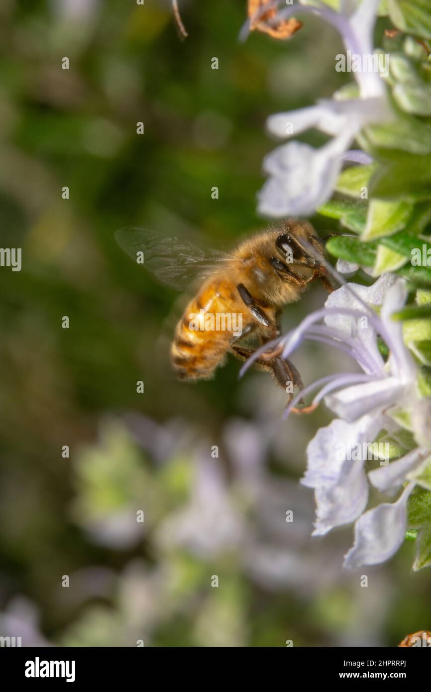 Honey bee hovering with blurry wings Stock Photo - Alamy