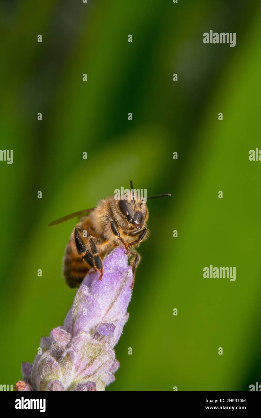 Portrait shot of a Honey bee side view shot with pointy antennas ready ...