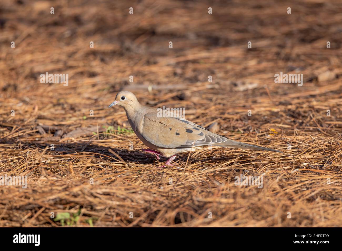 A mourning dove on the ground in St. Augustine, Florida Stock Photo - Alamy