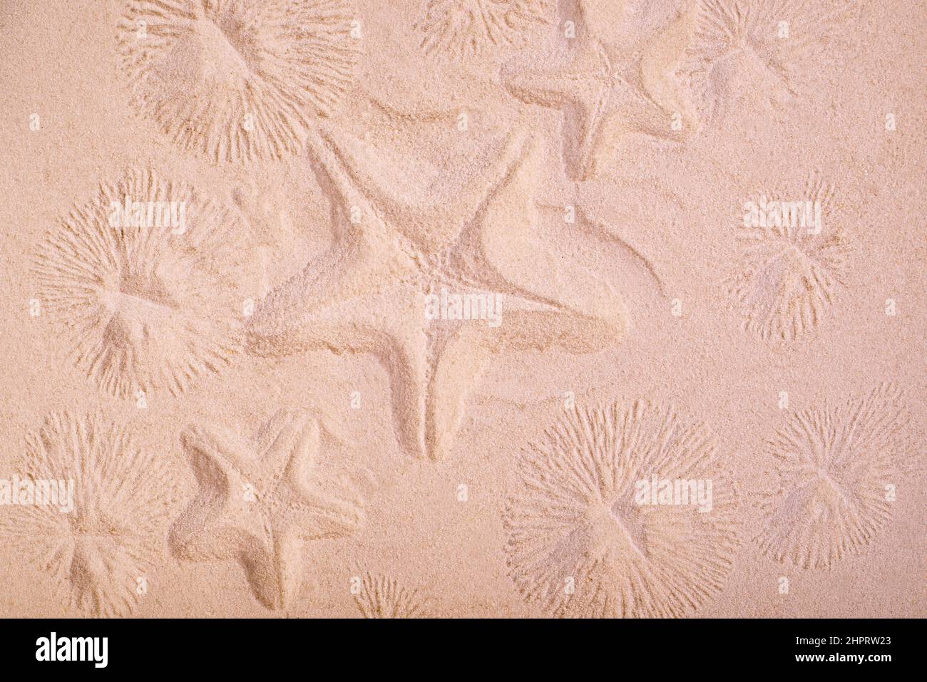 Starfish trace on a sand surface. Summerbackground good for Seasonal ...