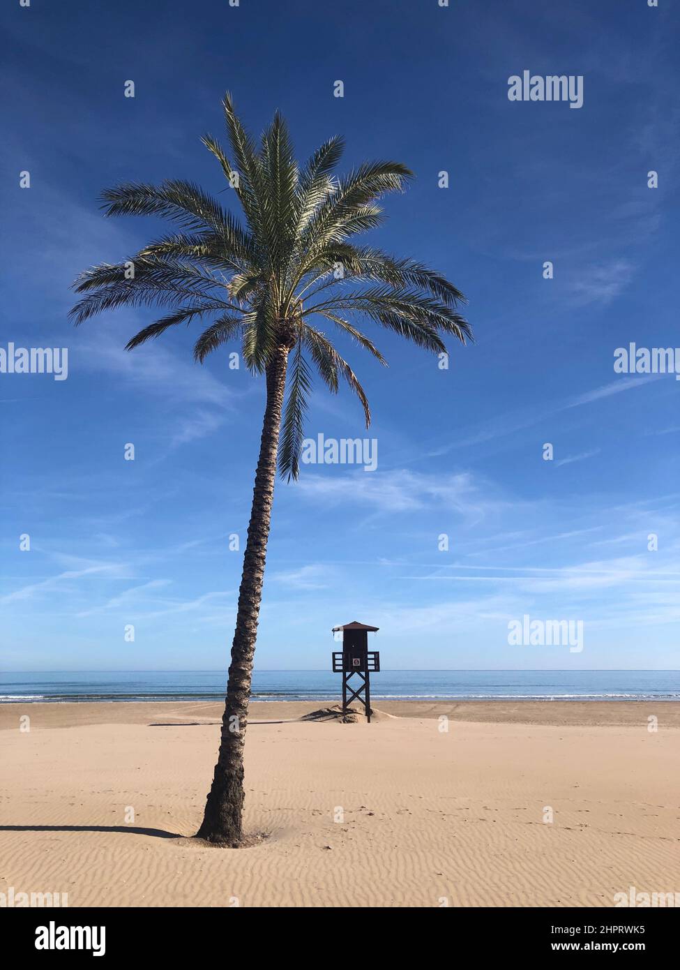 Beautiful palm tree on the beach Stock Photo - Alamy