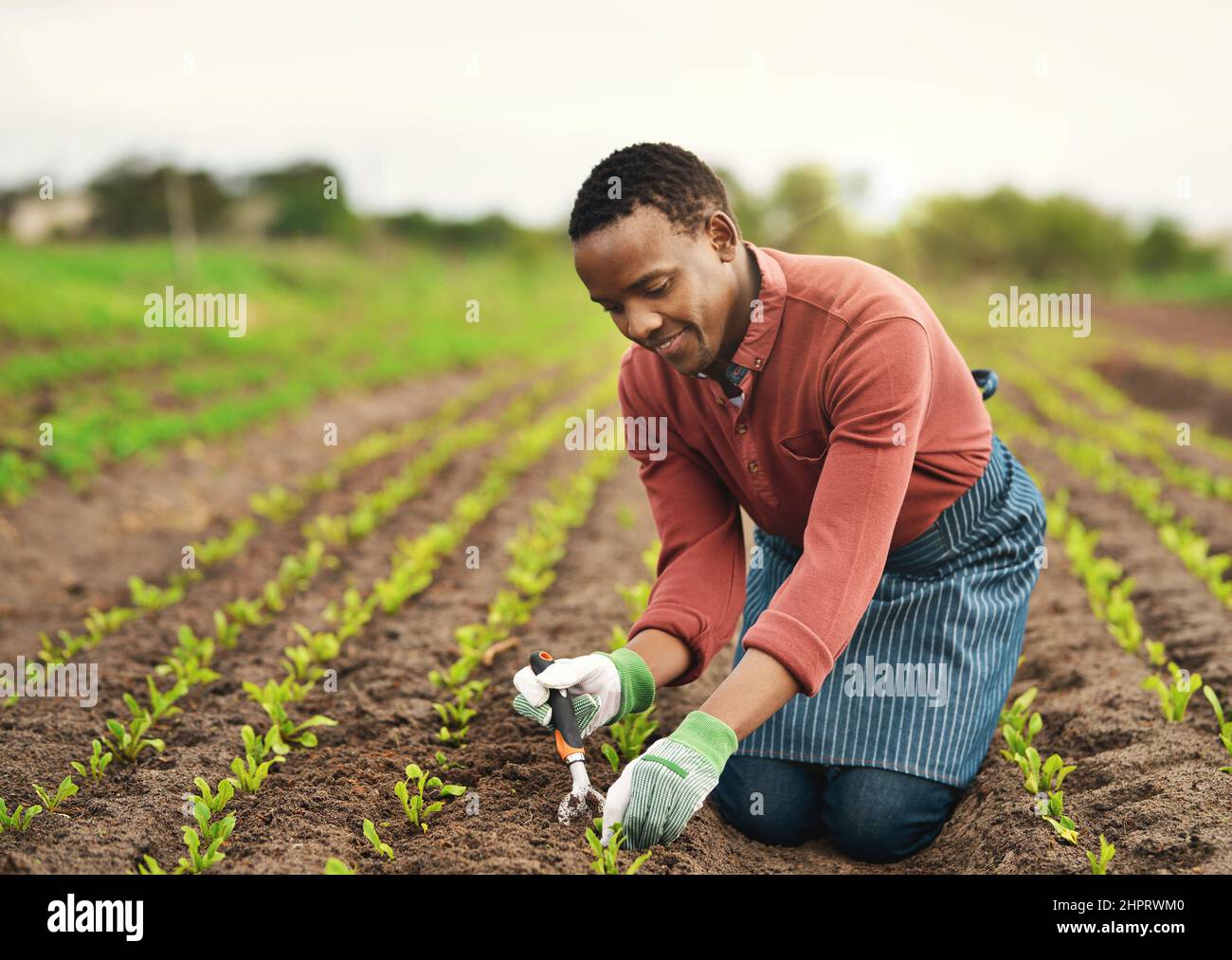 Health male seeds hi-res stock photography and images - Alamy