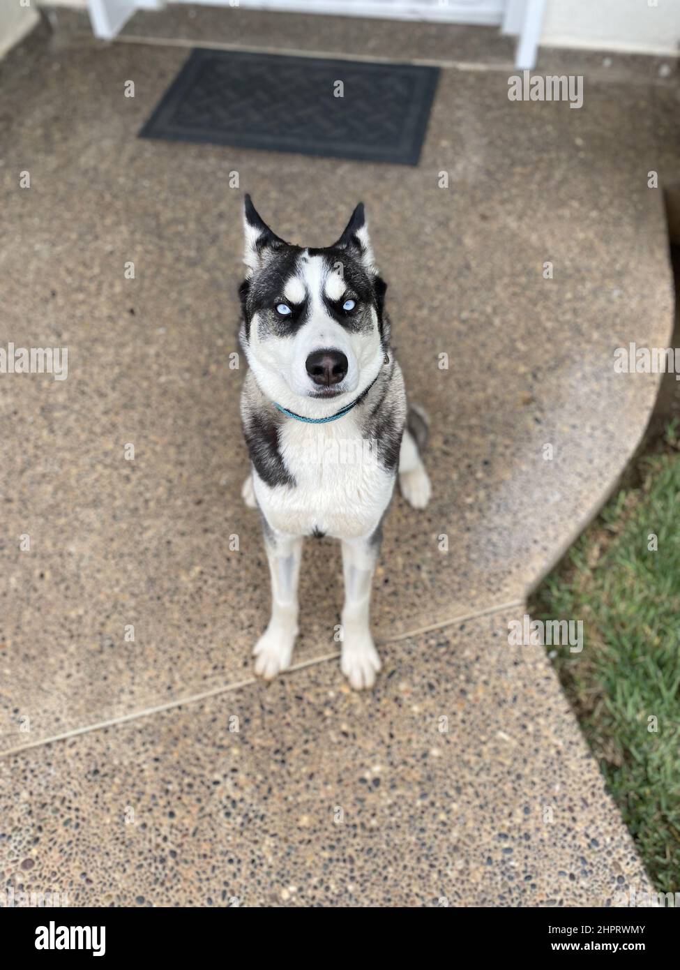 Siberian Husky Angry