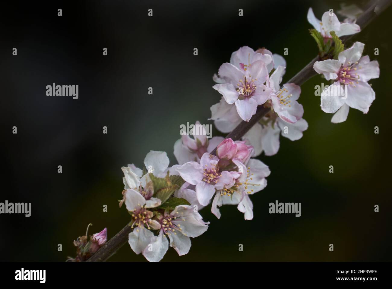 Pink spring blossoms on a branch running diagonally across the picture ...