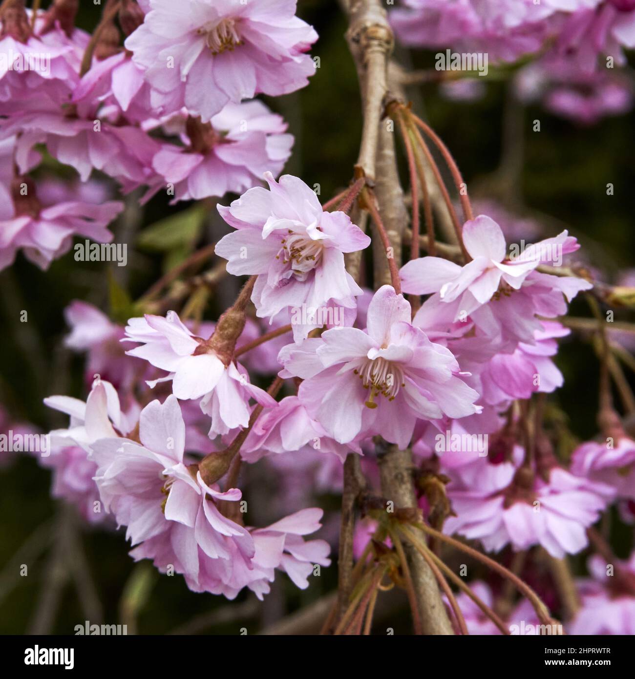 Stunning closeup view delicate cherry hi-res stock photography and ...