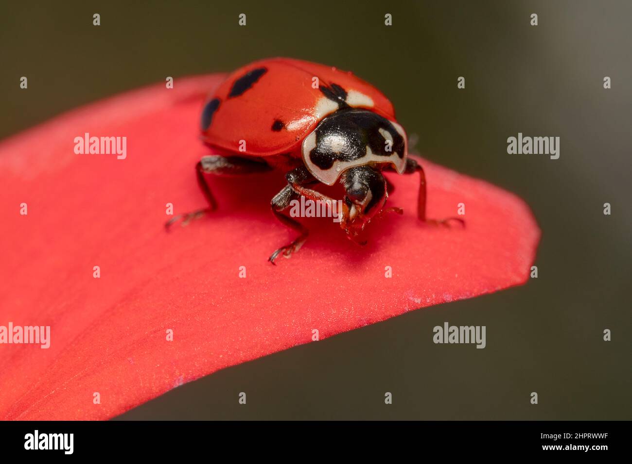 Red lady bug with black dots on a red flower petal Stock Photo - Alamy