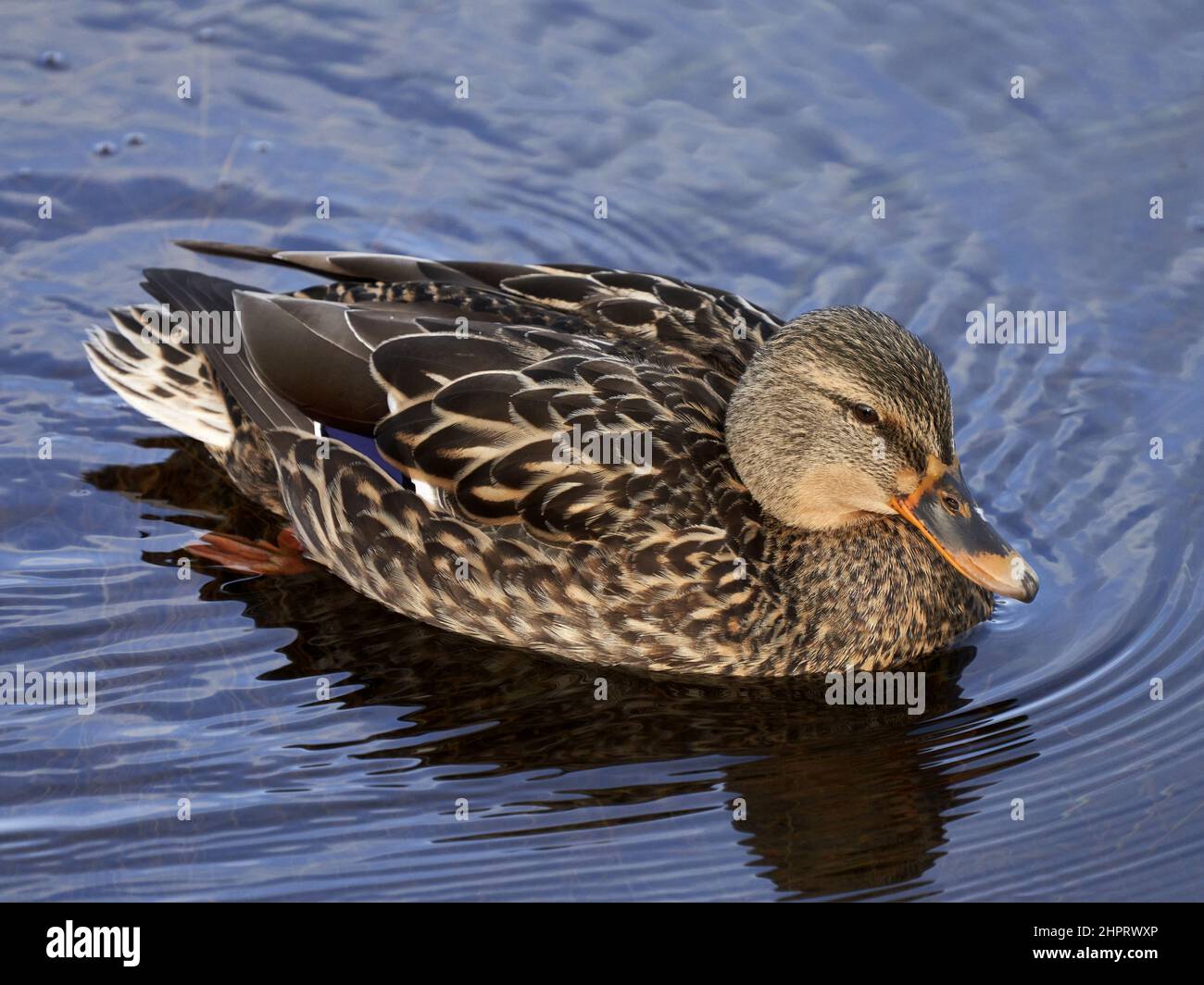 Close up of female mallard duck swimming in slightly rippled water ...