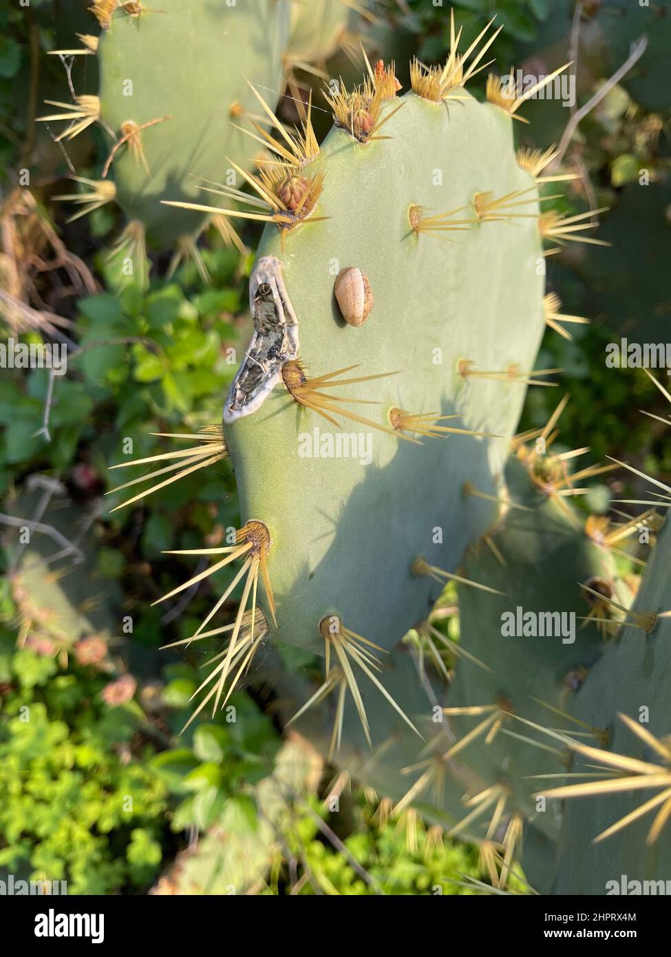 Close up shot of cactus background Stock Photo - Alamy