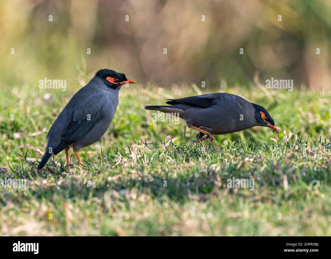 Puffin bank hi-res stock photography and images - Alamy