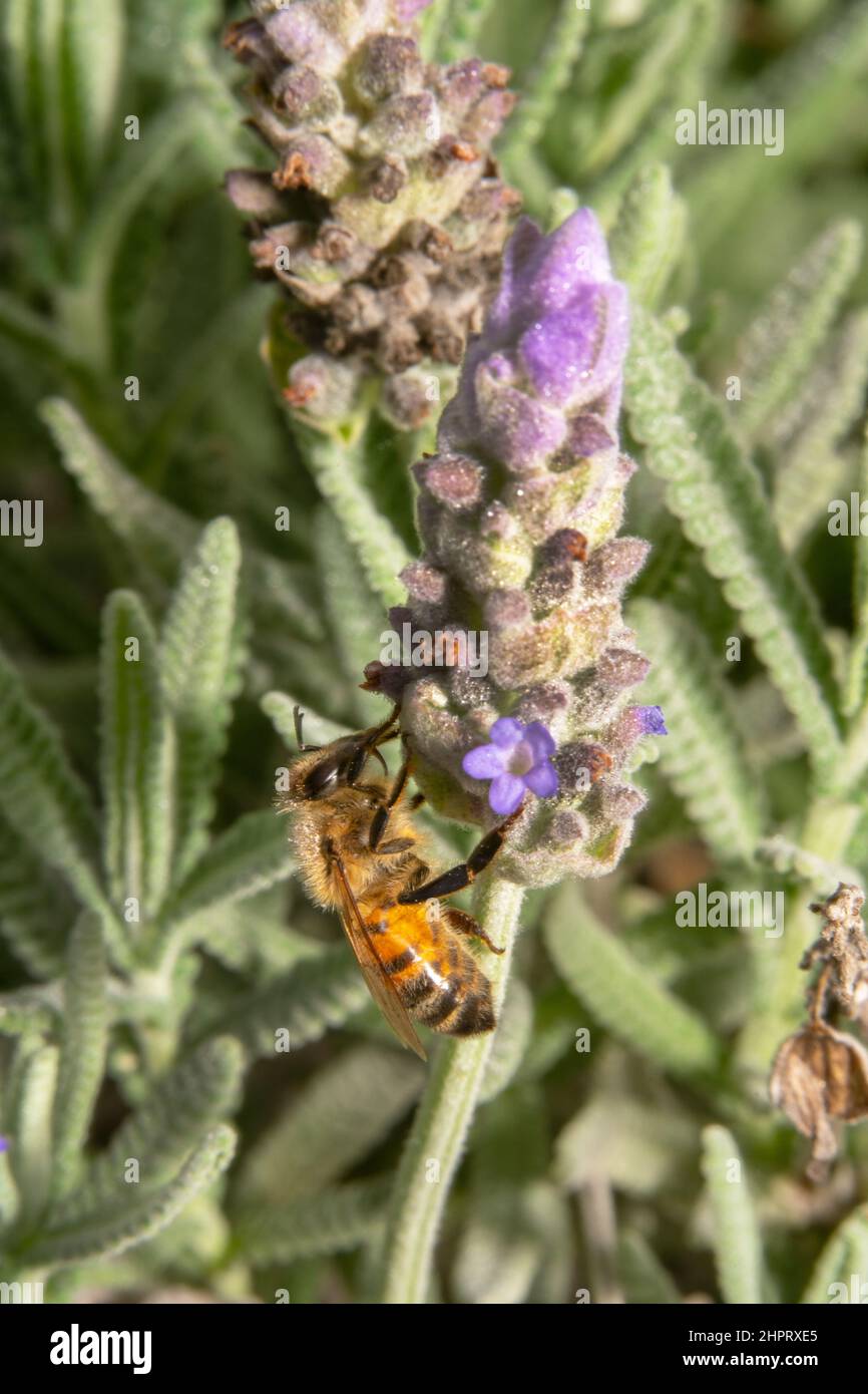 Curious aerial top down view hi-res stock photography and images - Alamy