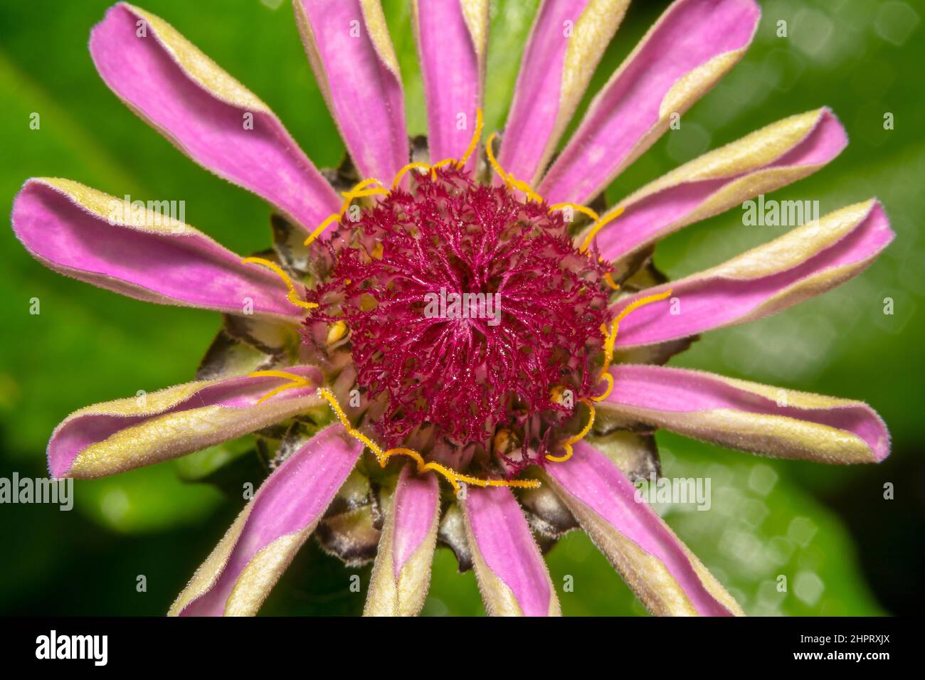 Pink flower top down view with red centre and yellow thread line around ...