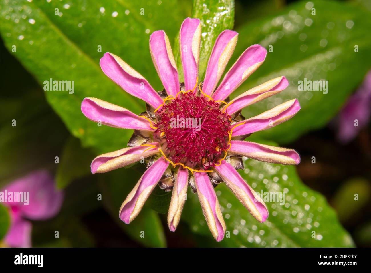 Full view shot of a pink flower top down view with red centre and ...
