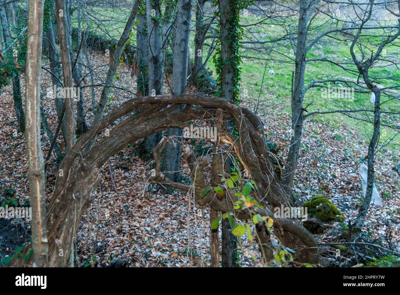 Aerial roots of curved tree returning back to the ground in forest in ...