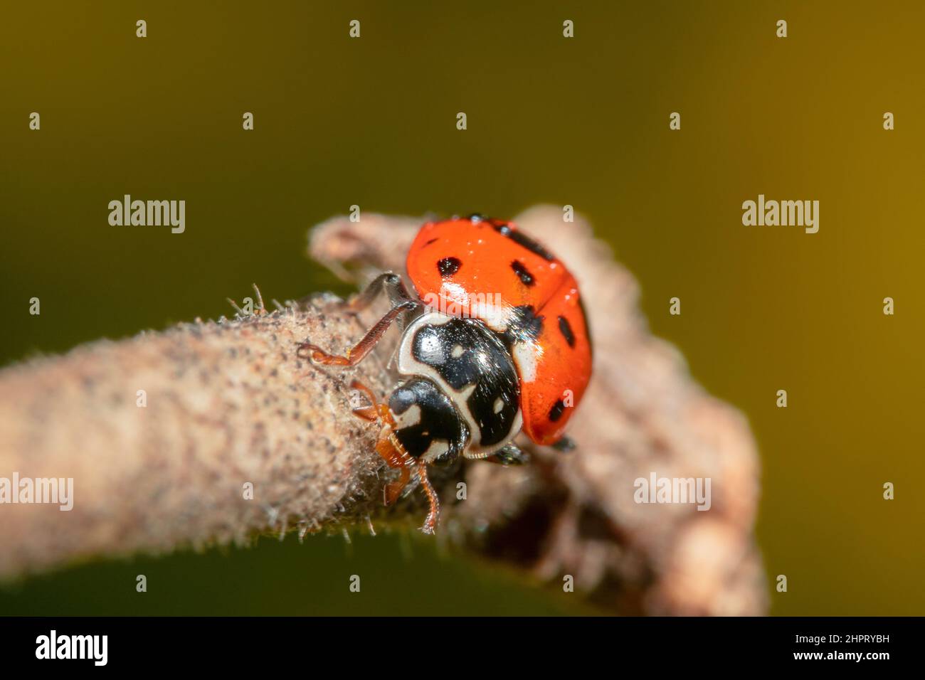 Red and black spotted lady bug climbing up an old branch Stock Photo ...