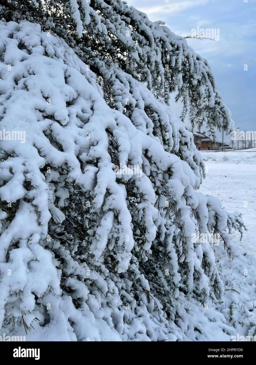 Beautiful winter landscape. Trees covered with snow. Winter picture ...
