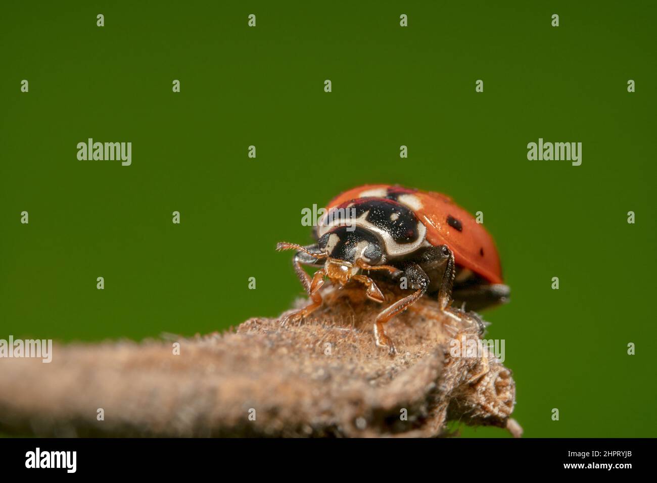 Orange ladybug standing on a dried stick with bright green background ...