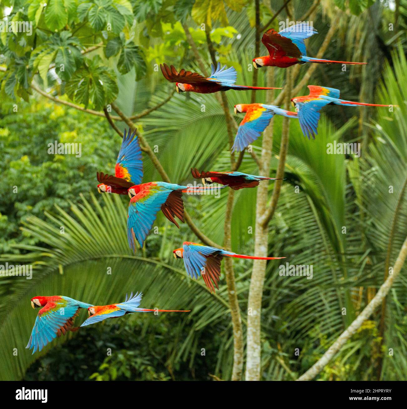 Flock of macaws in the rainforest hi-res stock photography and images ...
