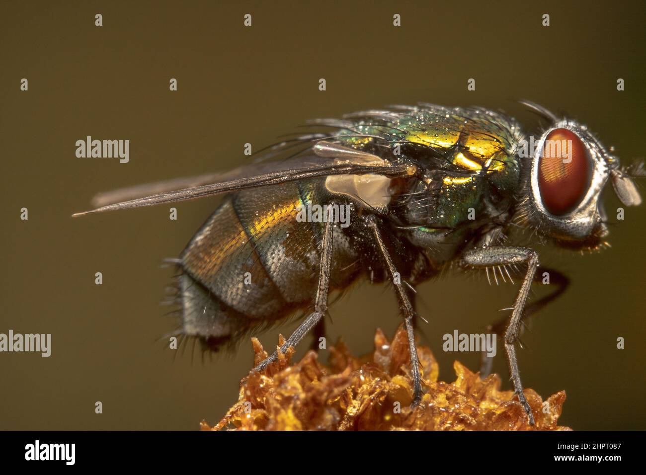 Side view housefly hi-res stock photography and images - Alamy