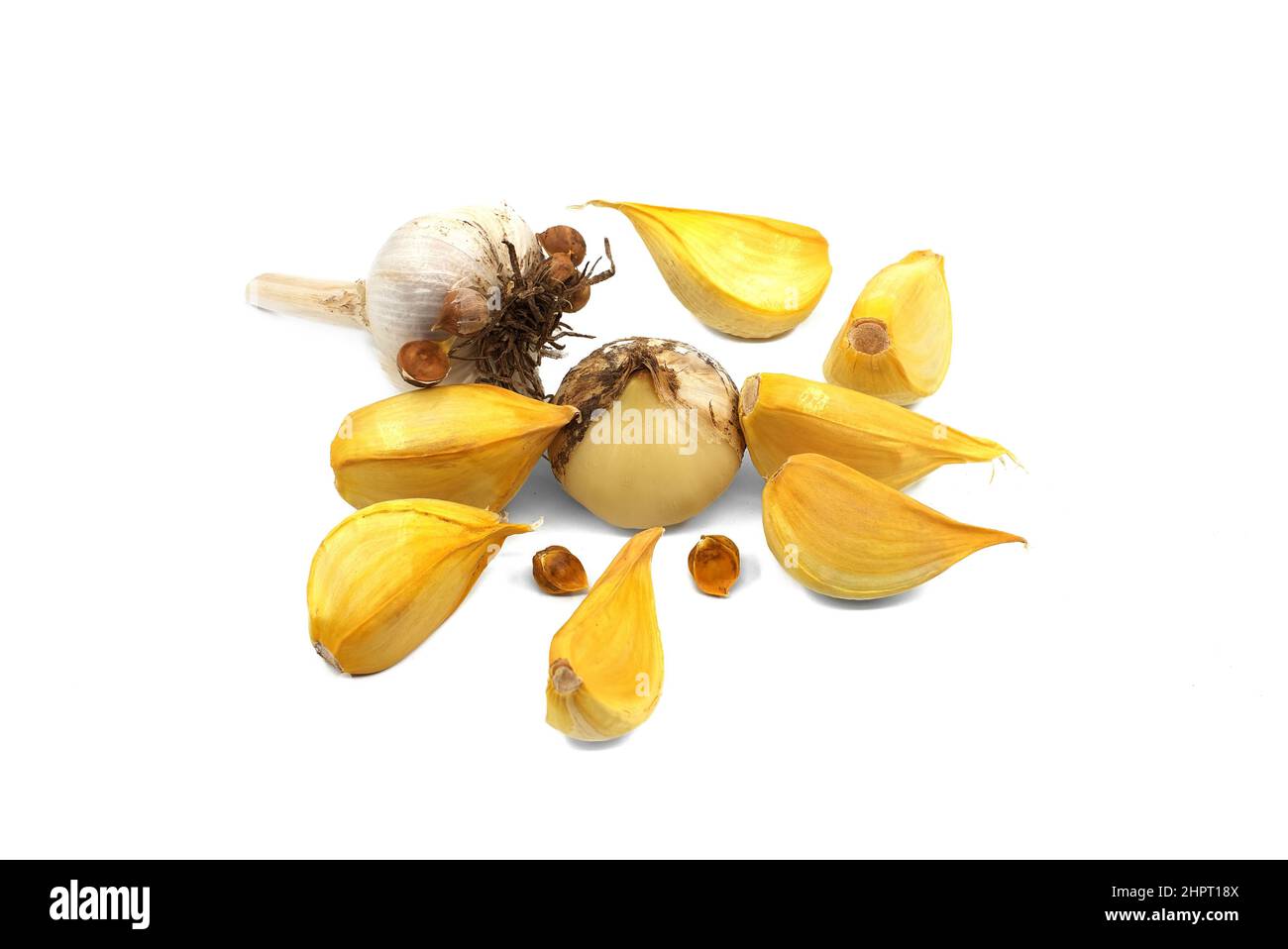 Elephant garlic (Allium ampeloprasum) bulb with corms and separated ...