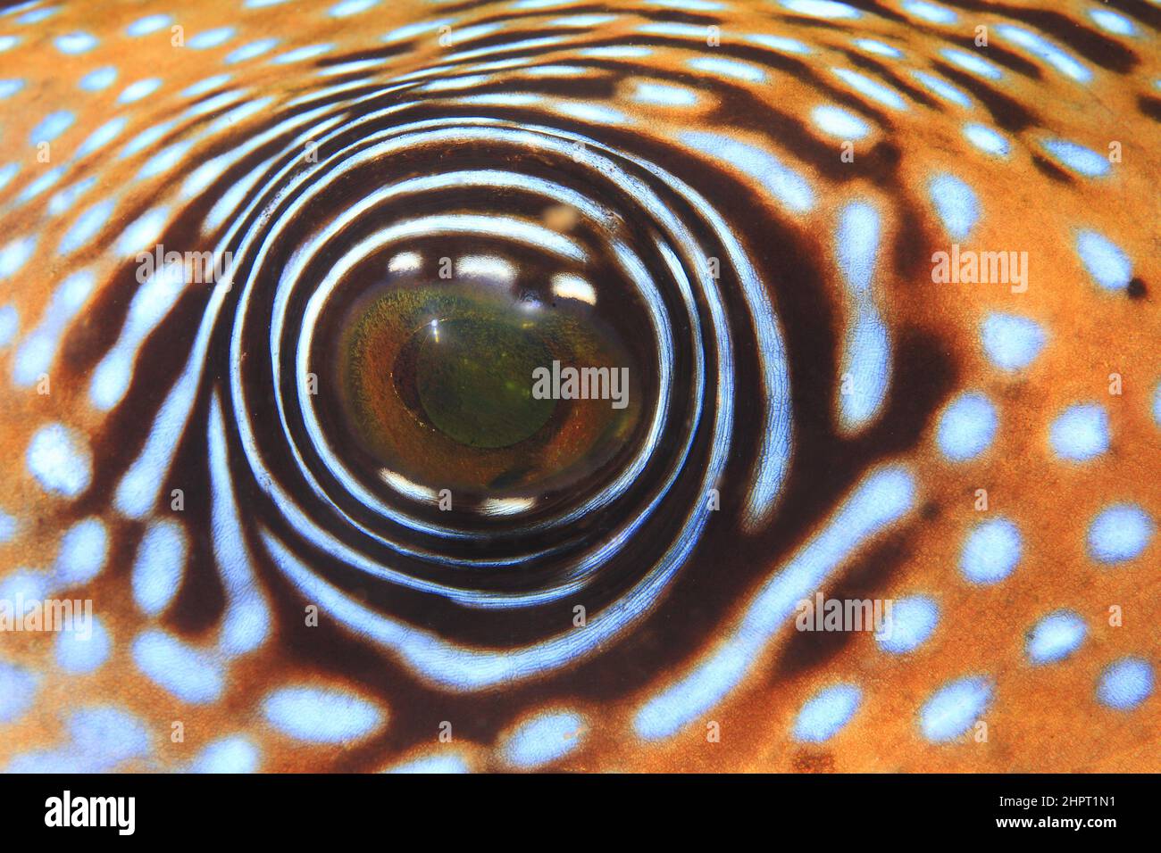 Eye of a mappa puffer fish ,Tropical Fish eyes , philippines ,Asia ...