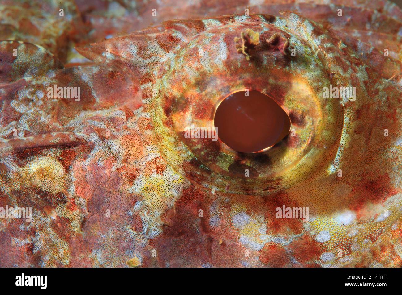 Tropical Fish eyes , philippines ,Asia Stock Photo - Alamy
