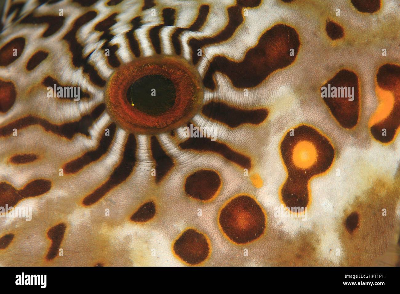 Eye of a mappa puffer fish ,Tropical Fish eyes , philippines ,Asia ...