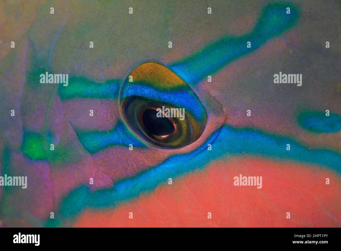 Eye of a Parrot fish ,Tropical Fish eyes , philippines ,Asia Stock ...