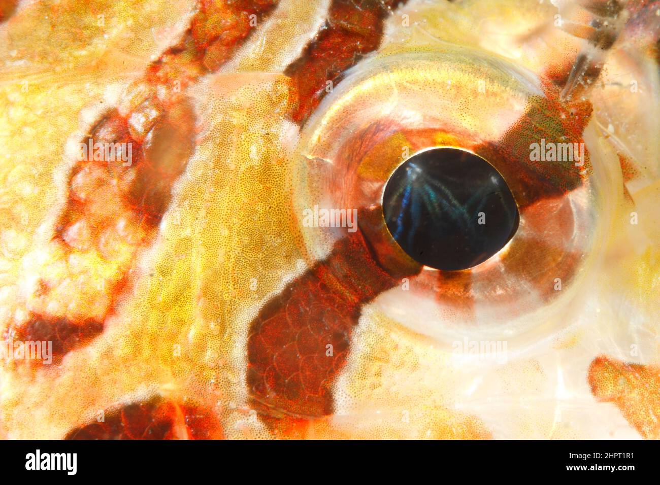 Tropical fish identification hi-res stock photography and images - Alamy