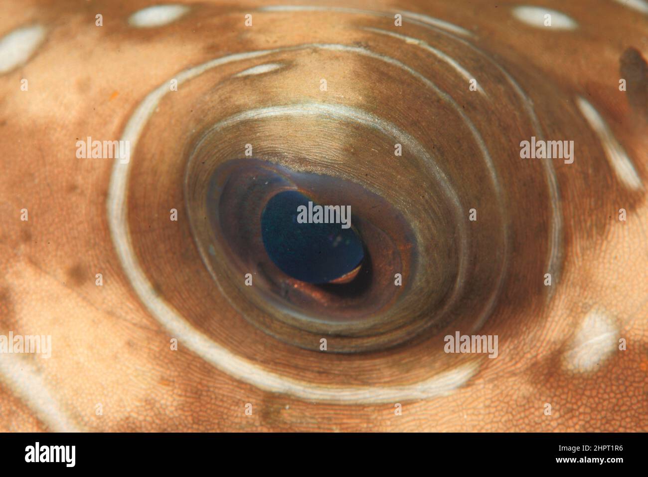 Eye of a Balloon fish ,Tropical Fish eyes , philippines ,Asia Stock ...
