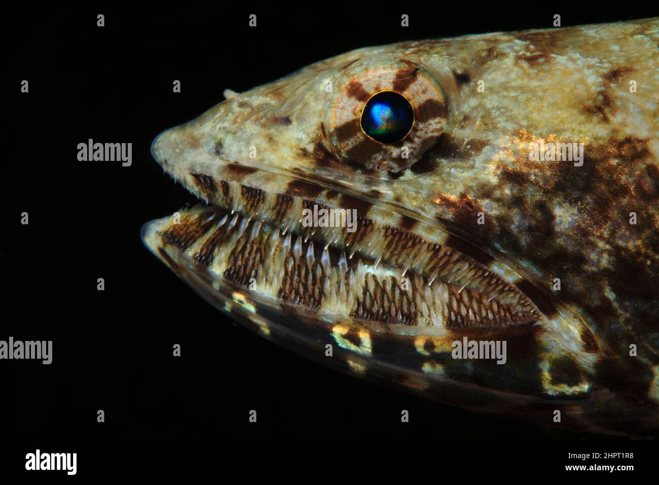 Lizard fish hi-res stock photography and images - Alamy