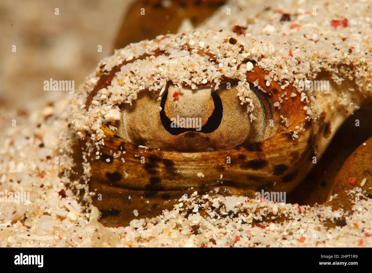 Eye of a Stingray ,Tropical Fish eyes , philippines ,Asia Stock Photo ...
