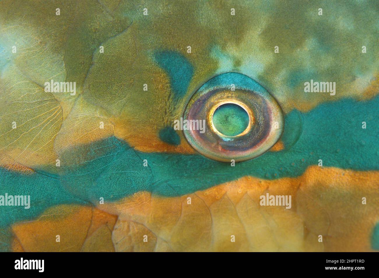 Eye of a Parrot fish ,Tropical Fish eyes , philippines ,Asia Stock ...