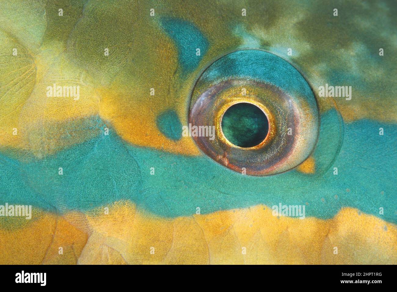 Eye of a Parrot fish ,Tropical Fish eyes , philippines ,Asia Stock ...