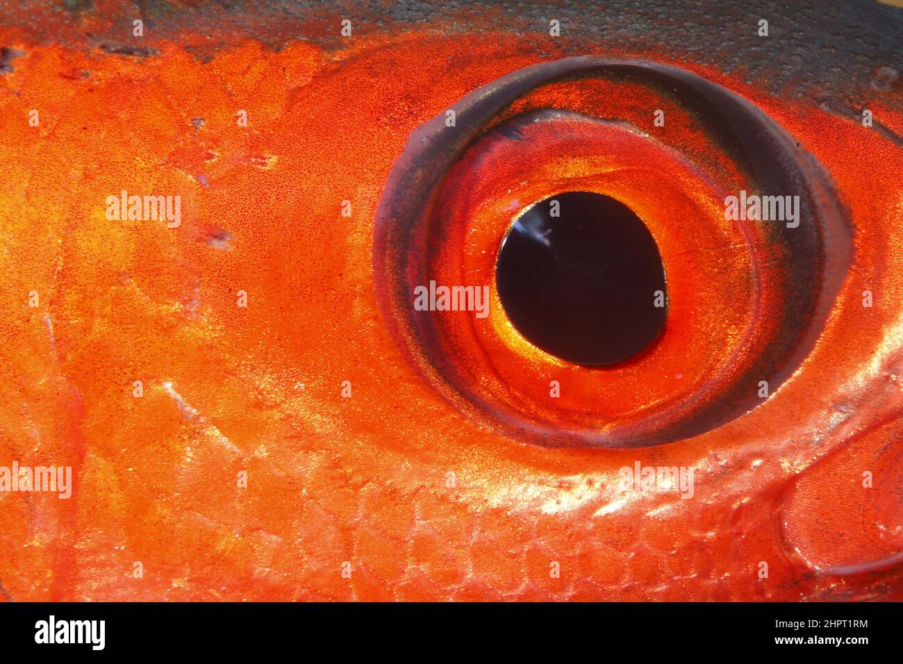 Tropical Fish eyes , philippines ,Asia Stock Photo - Alamy