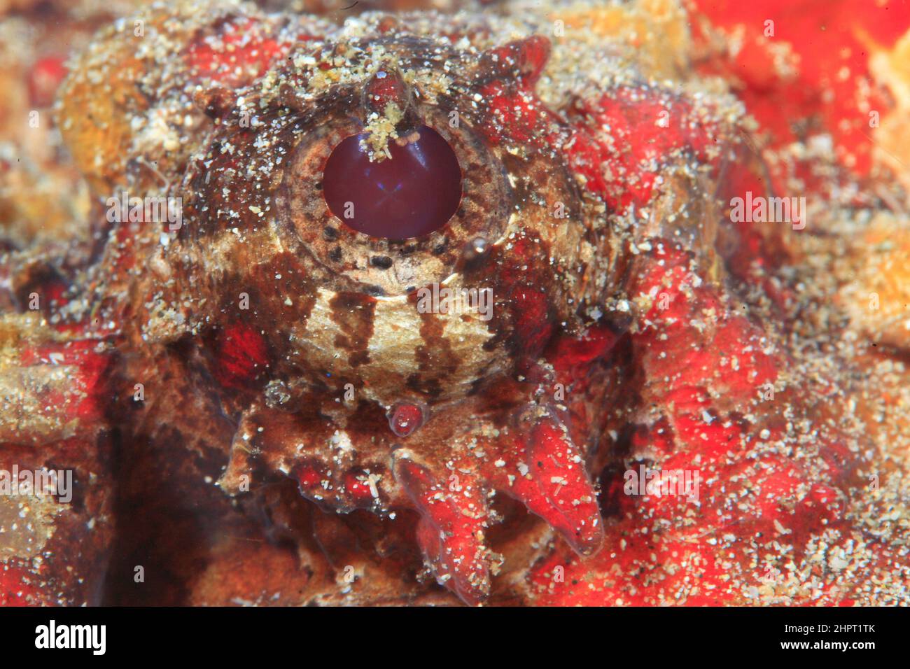 Eye of a Stone fish ,Tropical Fish eyes , philippines ,Asia Stock Photo ...