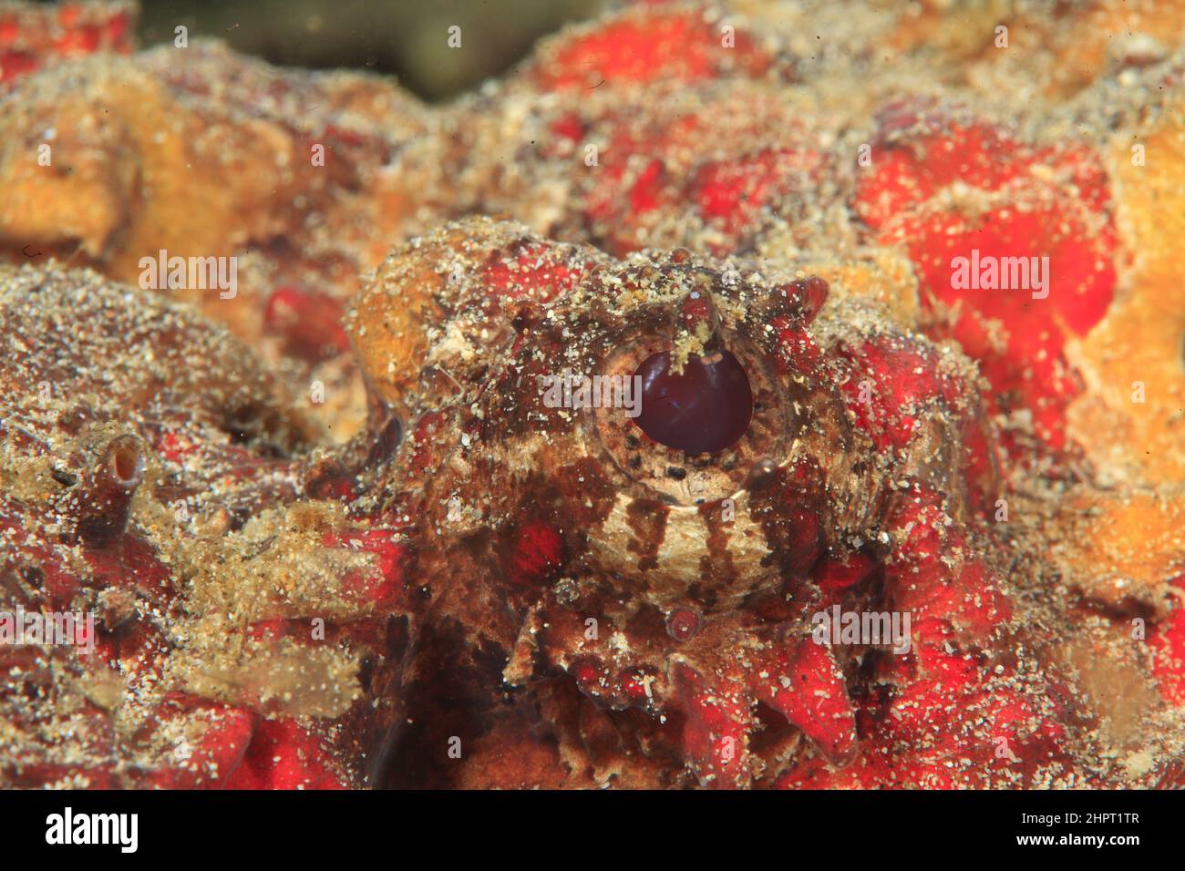 Eye of a Stone fish ,Tropical Fish eyes , philippines ,Asia Stock Photo ...