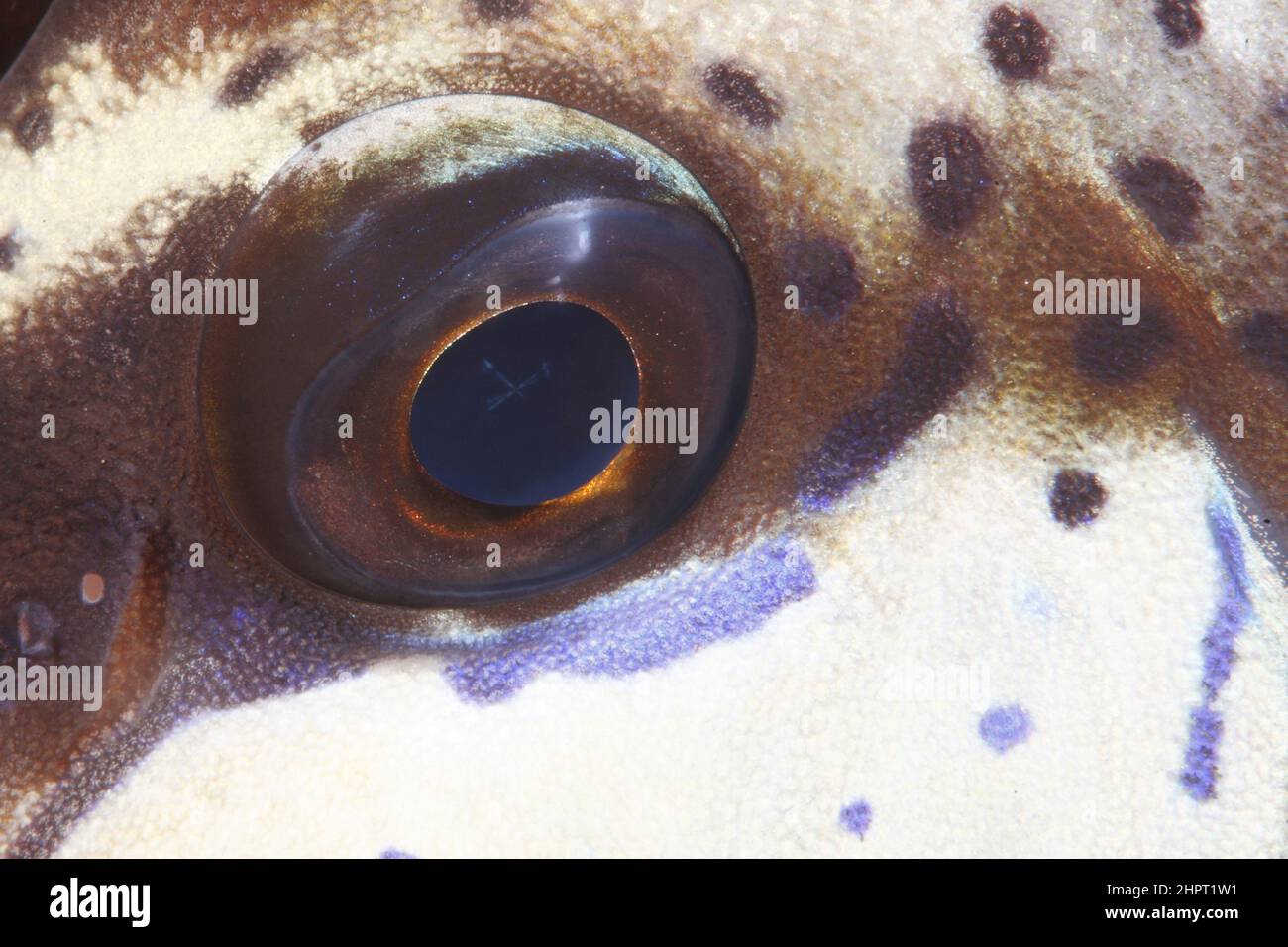 Tropical Fish eyes , philippines ,Asia Stock Photo - Alamy