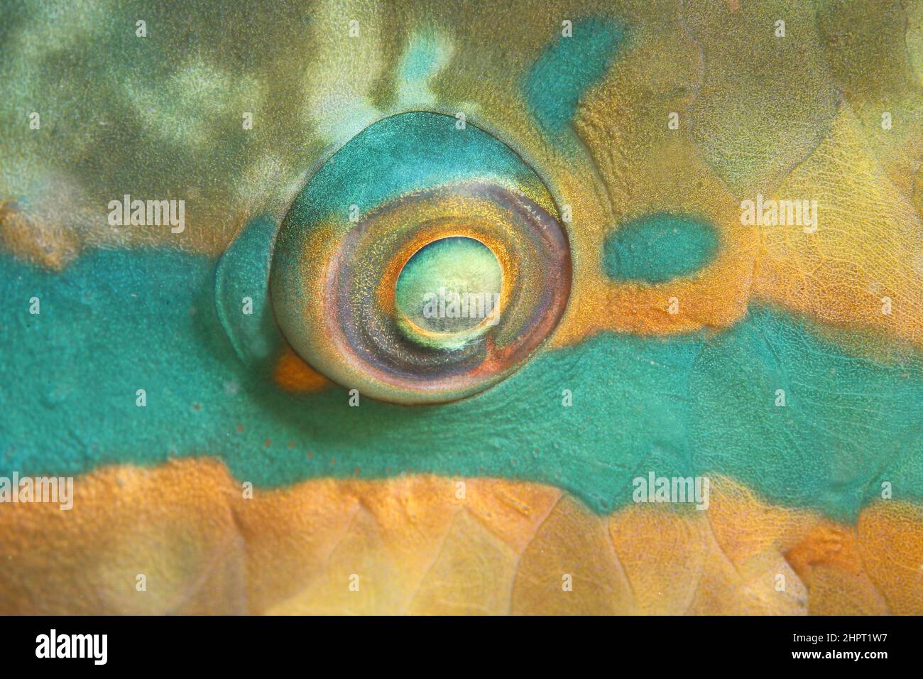 Eye of a Parrot fish ,Tropical Fish eyes , philippines ,Asia Stock ...