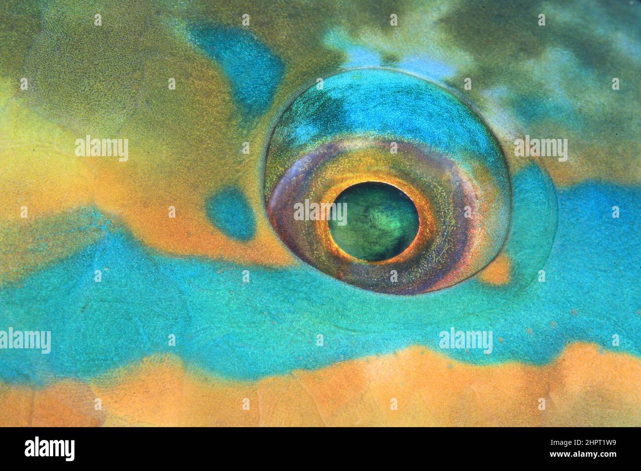 Eye of a Parrot fish ,Tropical Fish eyes , philippines ,Asia Stock ...