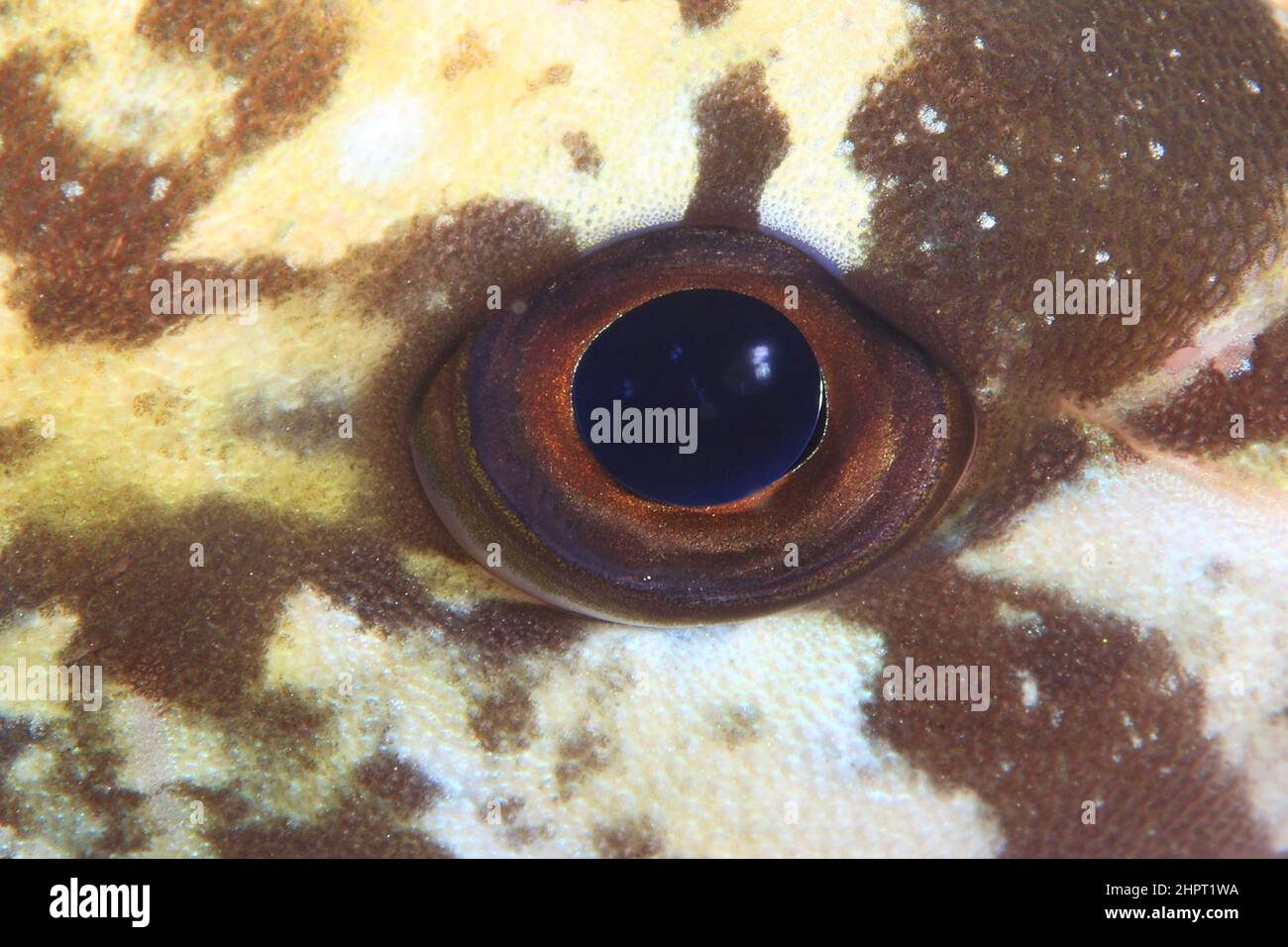 Tropical Fish eyes , philippines ,Asia Stock Photo - Alamy
