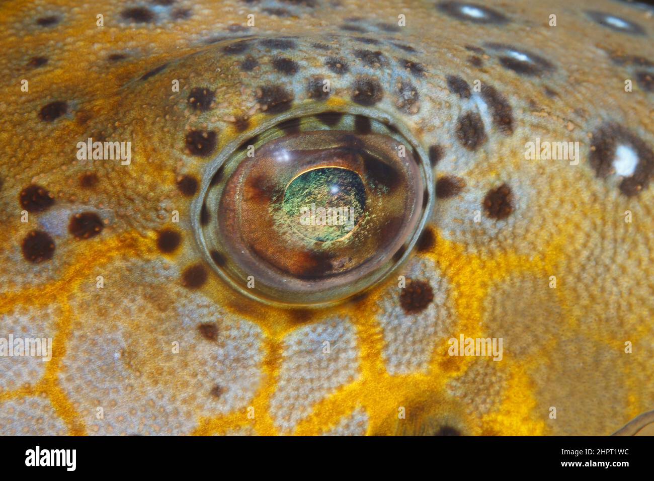 Tropical Fish eyes , philippines ,Asia Stock Photo - Alamy