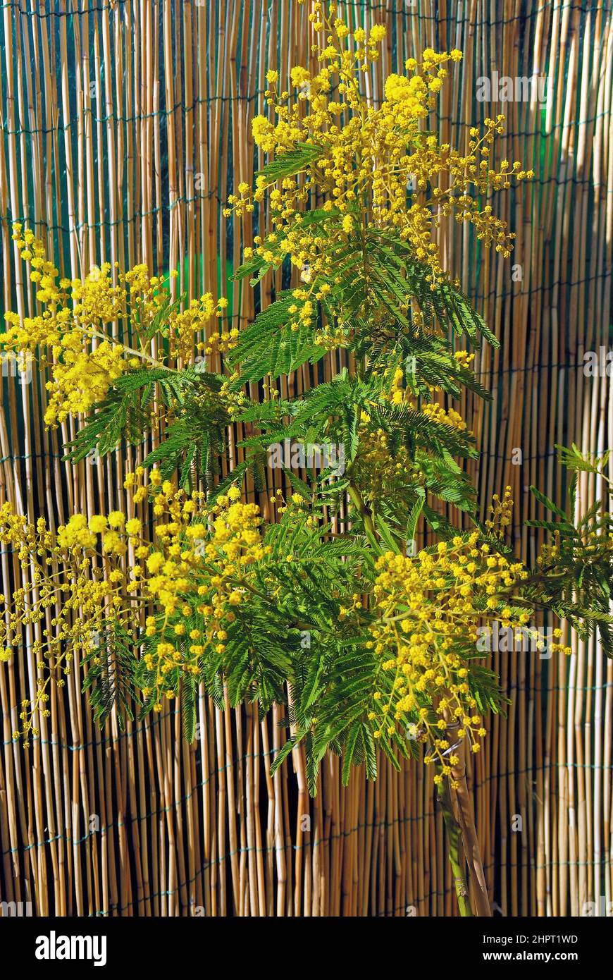Acacia dealbata in bloom Stock Photo - Alamy