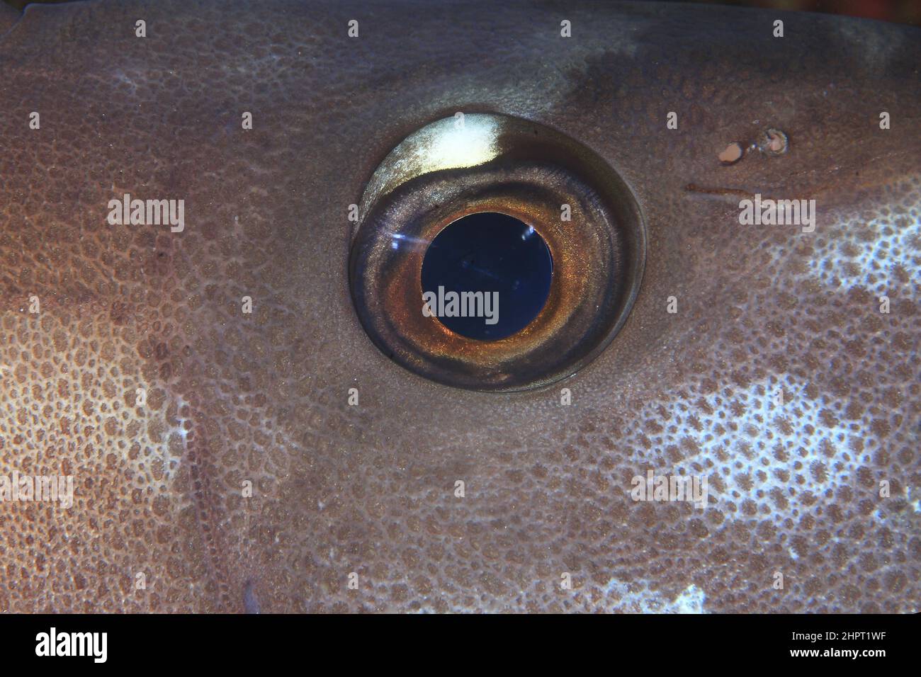 Tropical Fish eyes , philippines ,Asia Stock Photo - Alamy